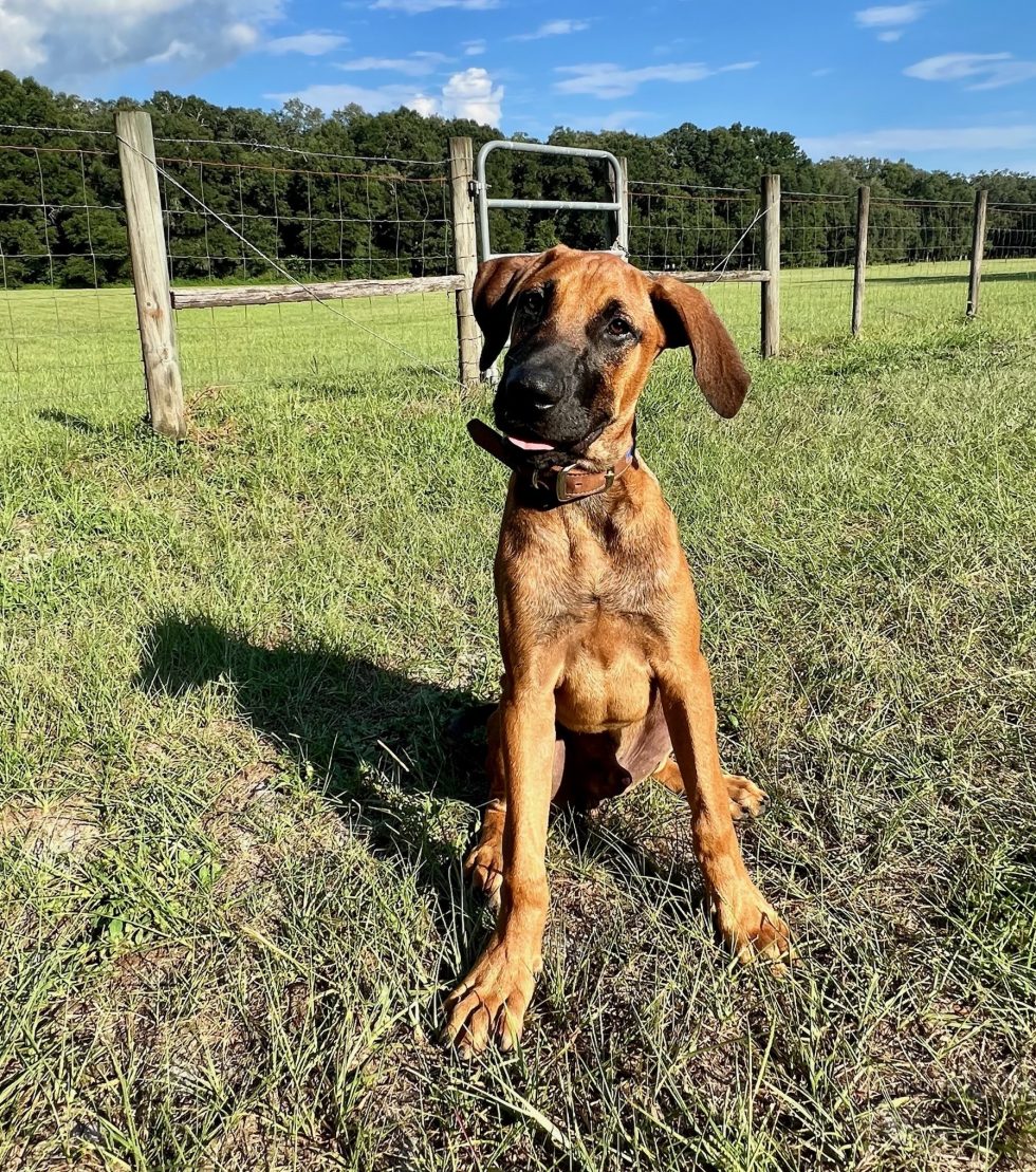 Foster - All Hound Rescue of Florida