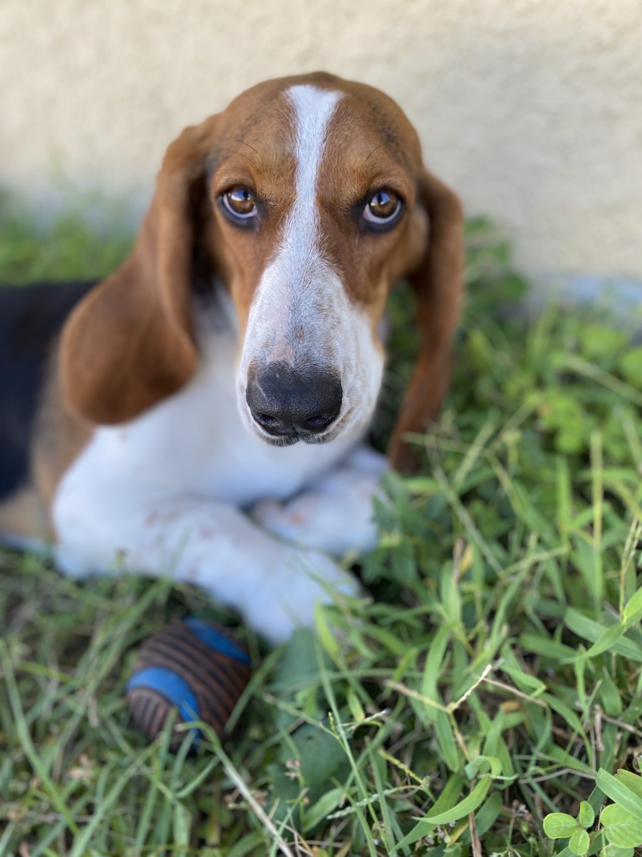 Ruby - All Hound Rescue of Florida