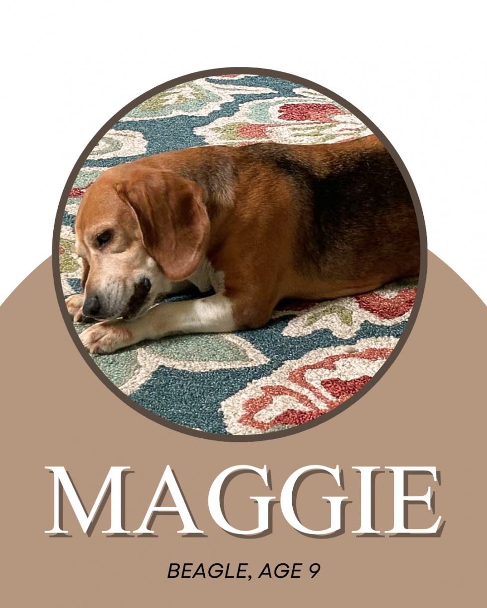Legacy - All Hound Rescue of Florida | Adopt & Foster Hounds