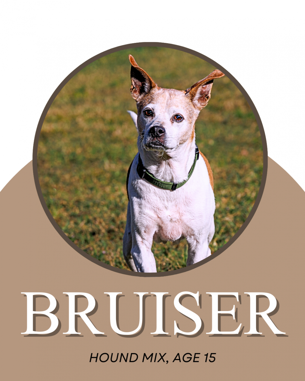 Legacy - All Hound Rescue of Florida | Adopt & Foster Hounds